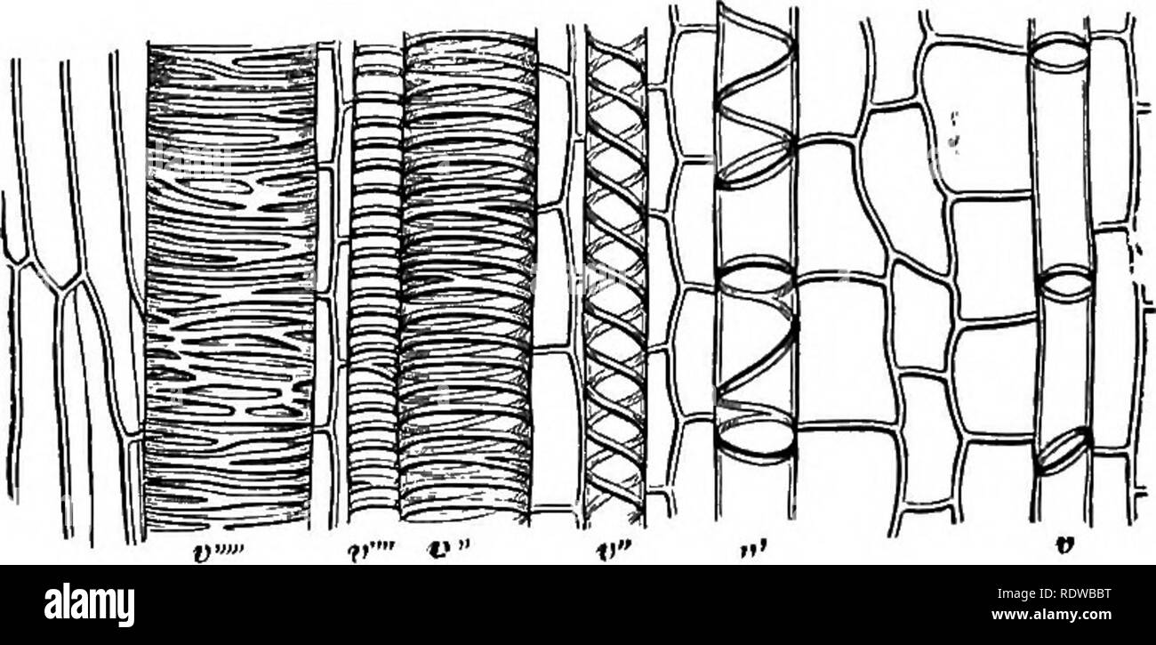 . Botany for high schools and colleges. Botany. 38 BOTANY. 32.—The ...