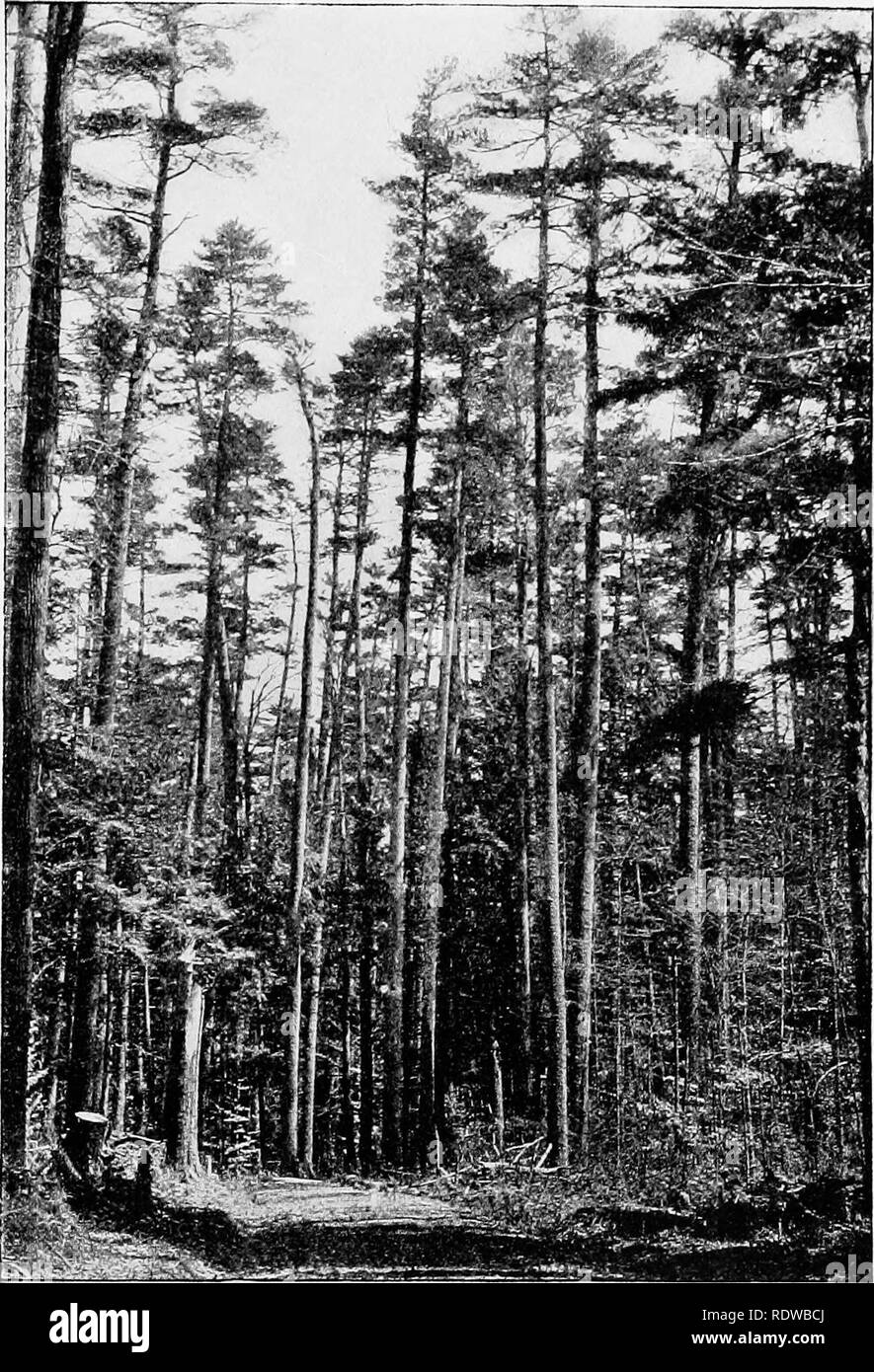 Coulter Pine High Resolution Stock Photography and Images - Alamy