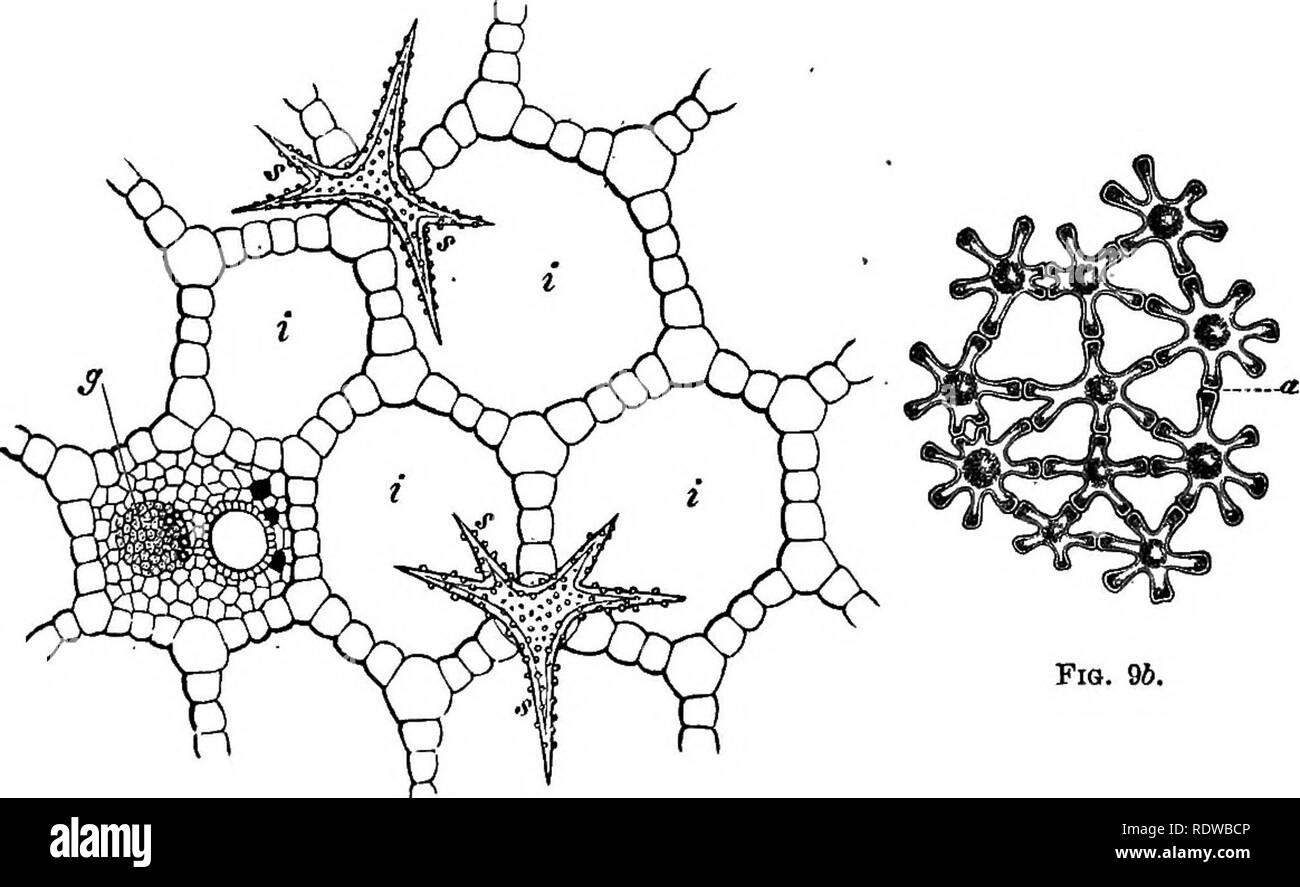 Stellate cells hi-res stock photography and images - Alamy
