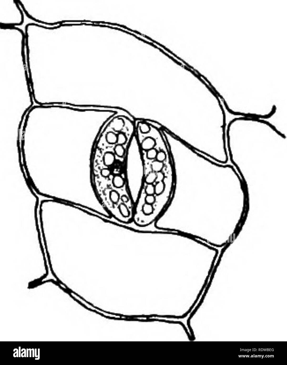 . A text-book of plant physiology. Plant physiology. FIG. 3. Fig. 4 ...