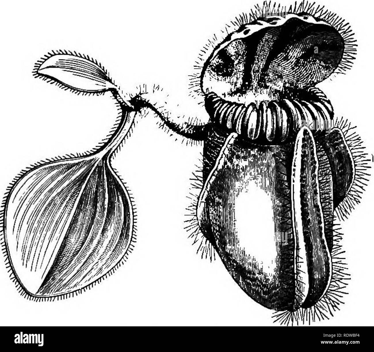 . The essentials of botany. Botany. PUANEROGAMIA. 275 are soon ...