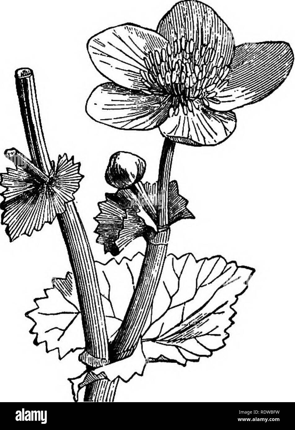 Structure of the flower perianth Black and White Stock Photos & Images ...