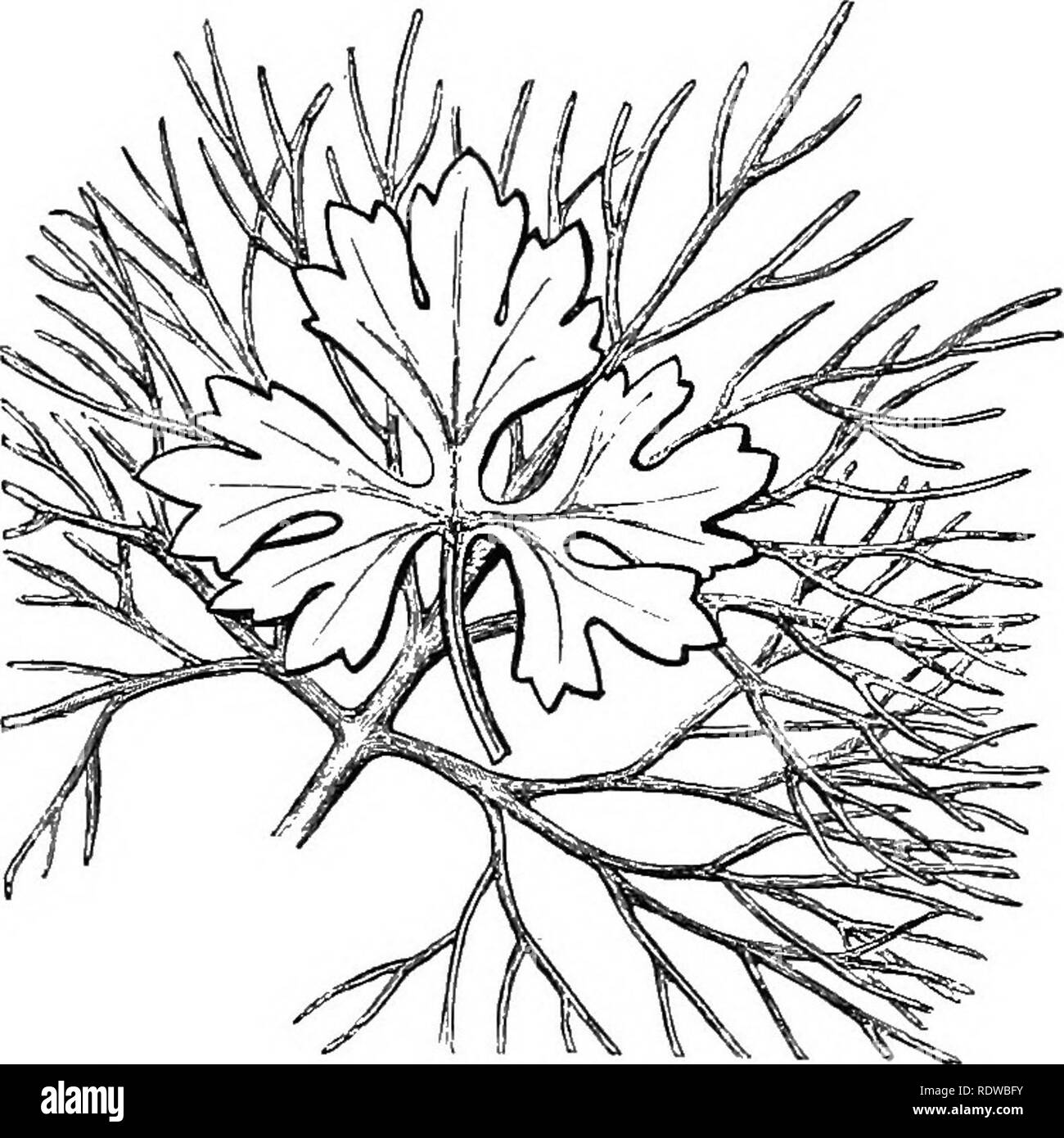 . Plants; a text-book of botany. Botany. HYDROPHYTE SOCIETIES. 185 ...