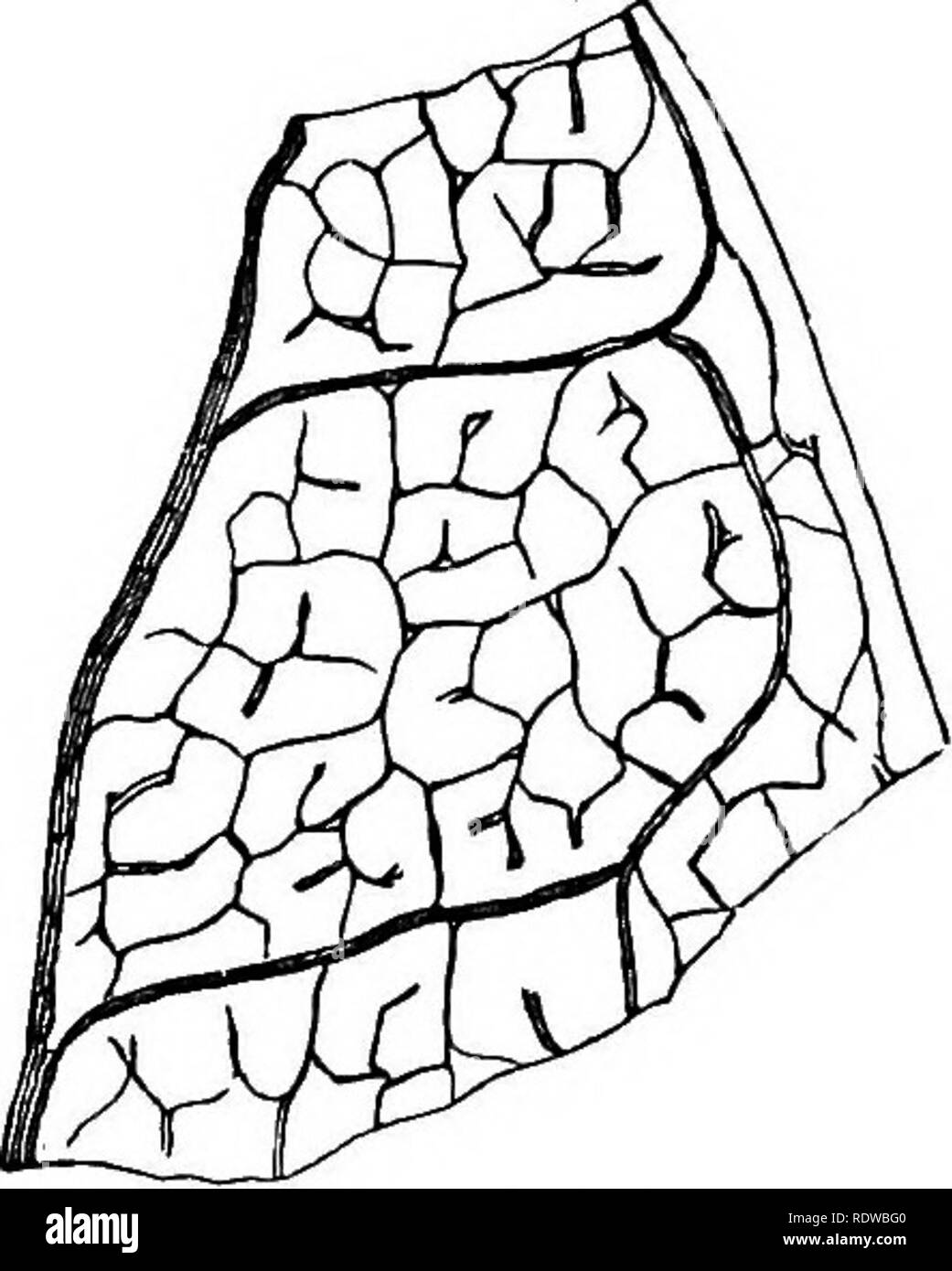 Castor bean process hi-res stock photography and images - Alamy