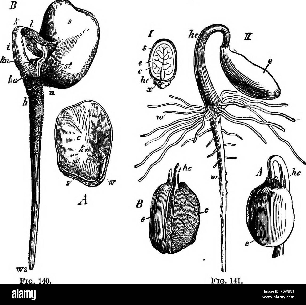 Castor Oil Plant Black and White Stock Photos & Images - Alamy