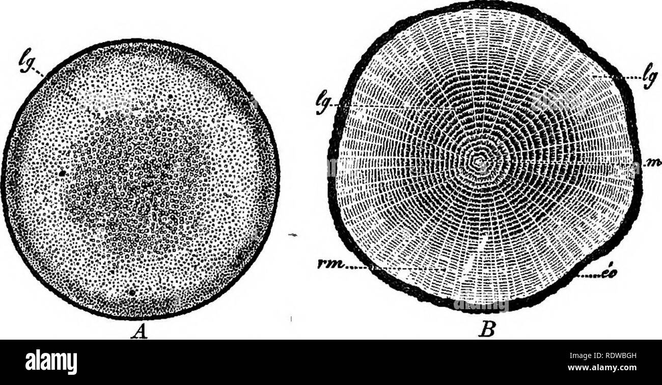 Tree cross sections Black and White Stock Photos & Images - Alamy