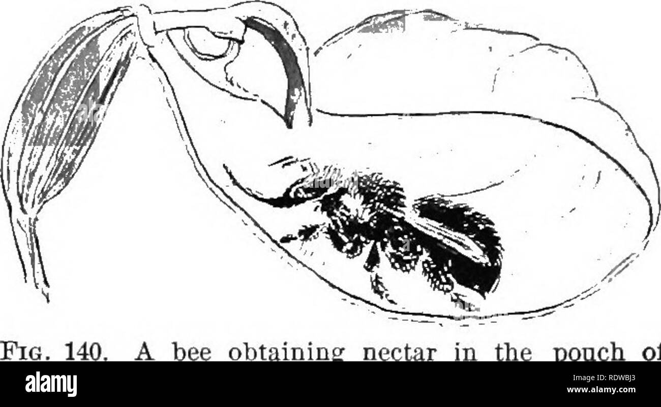 Plants for pollinating insects Black and White Stock Photos & Images ...