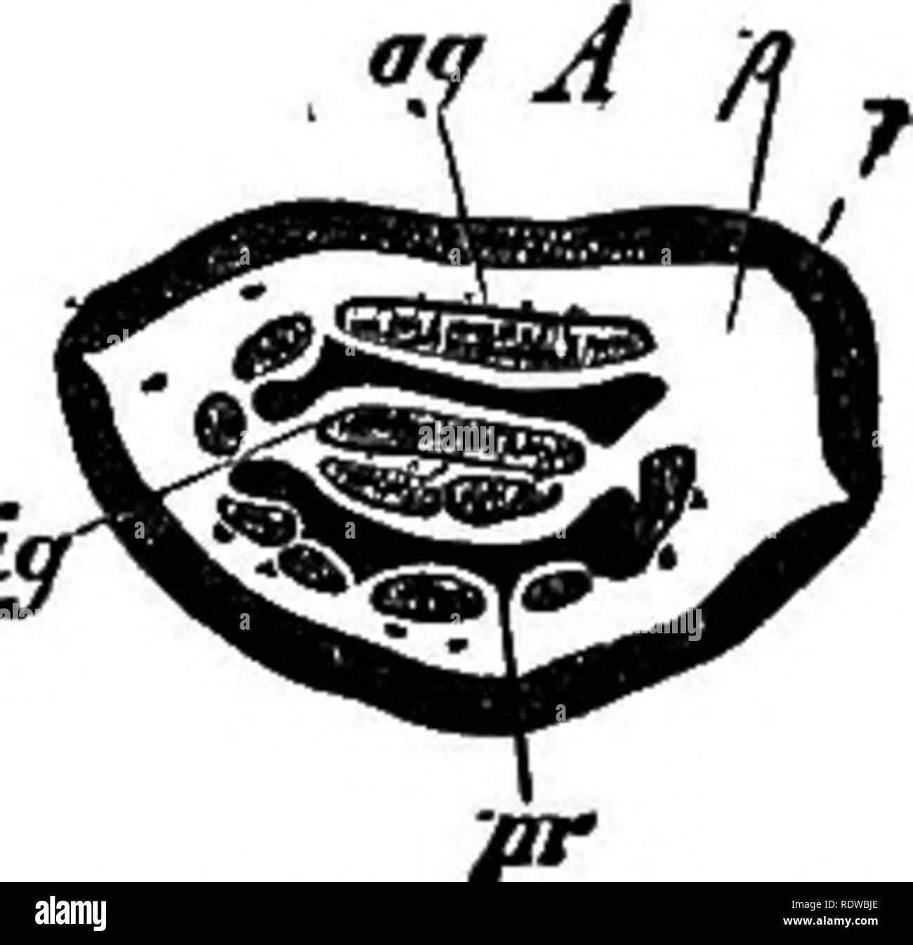 . The essentials of botany. Botany. 206 BOTANY. (J) Examine the ...