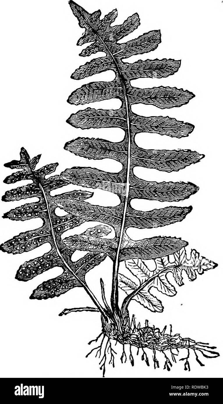 True fern Black and White Stock Photos & Images - Alamy