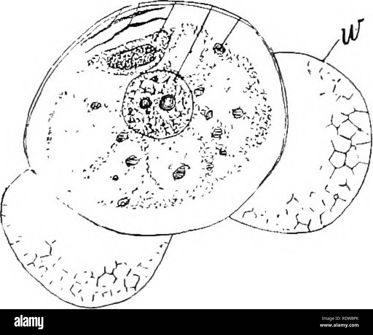 Conifer Pollen Grain