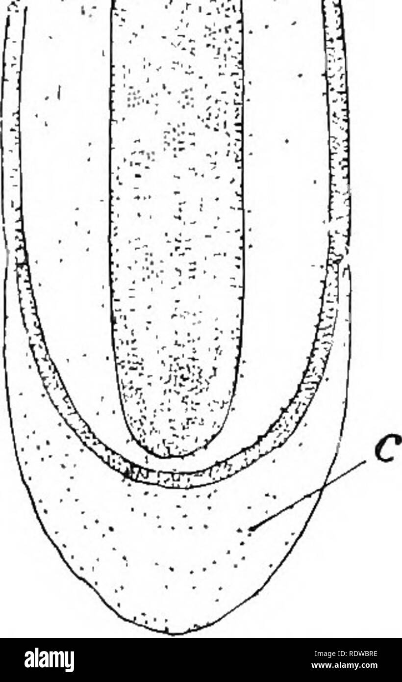 Fibrous root structure hi-res stock photography and images - Alamy