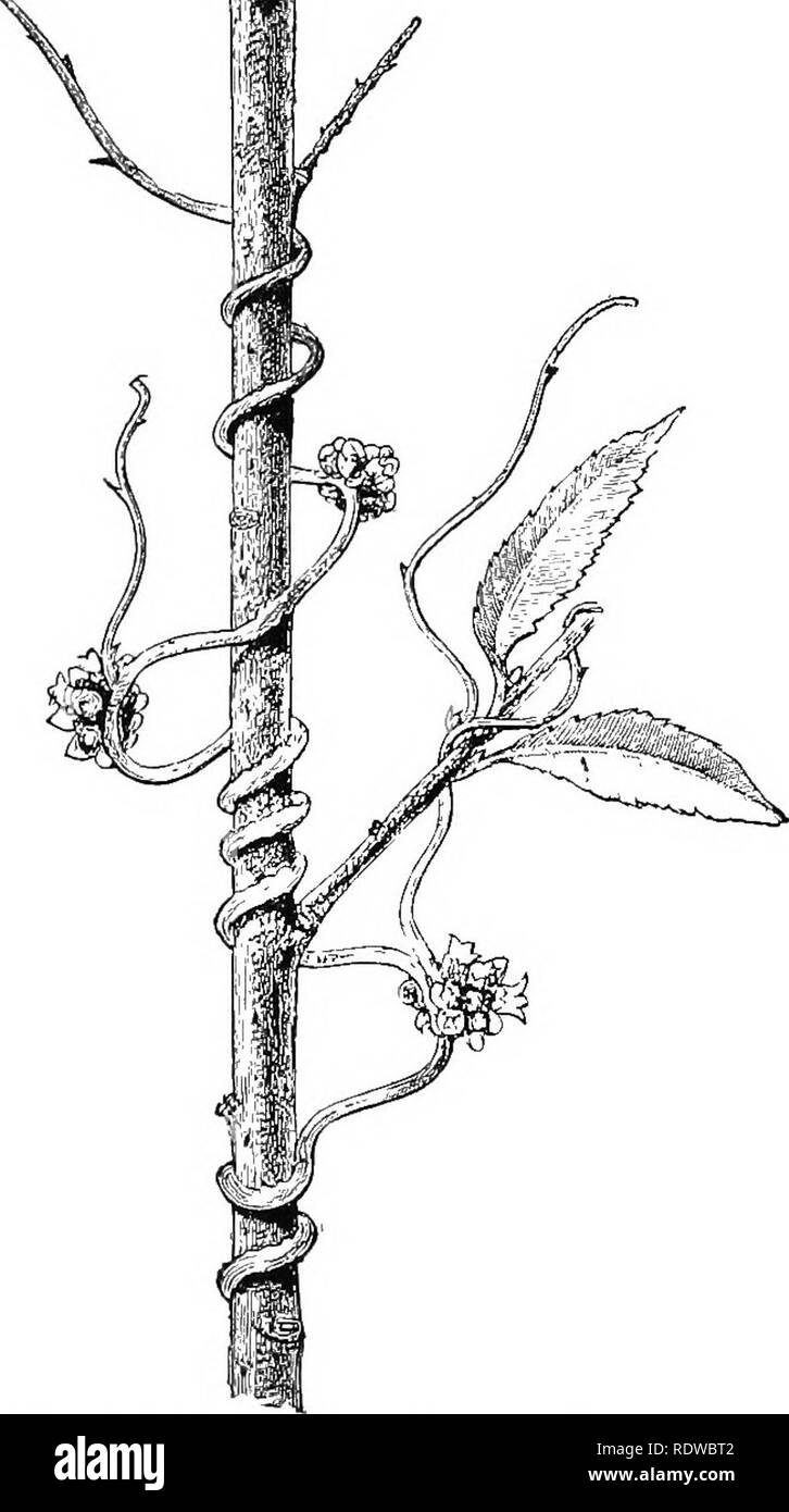 Diagram Of Clasping Roots