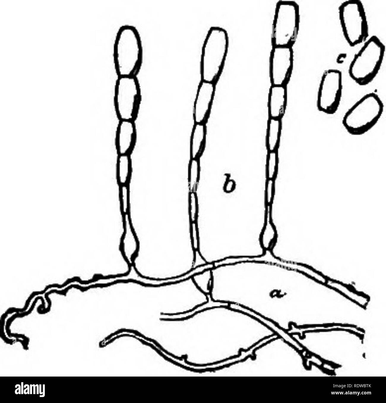 Erysiphe communis hi-res stock photography and images - Alamy