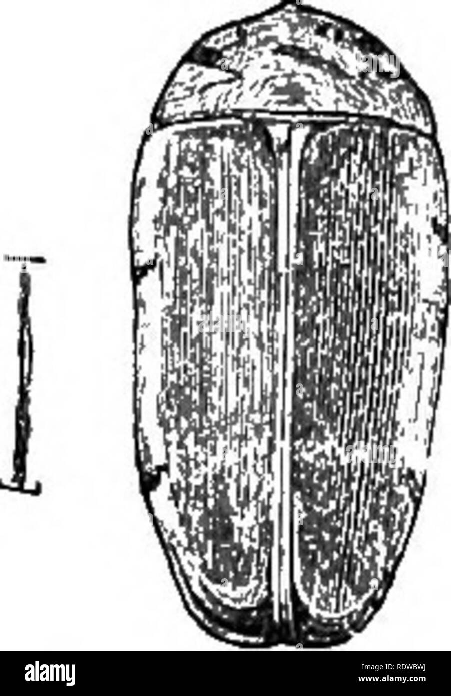 . Flowers, fruits and leaves. Botany; Flowers; Seeds; Leaves. IV ...
