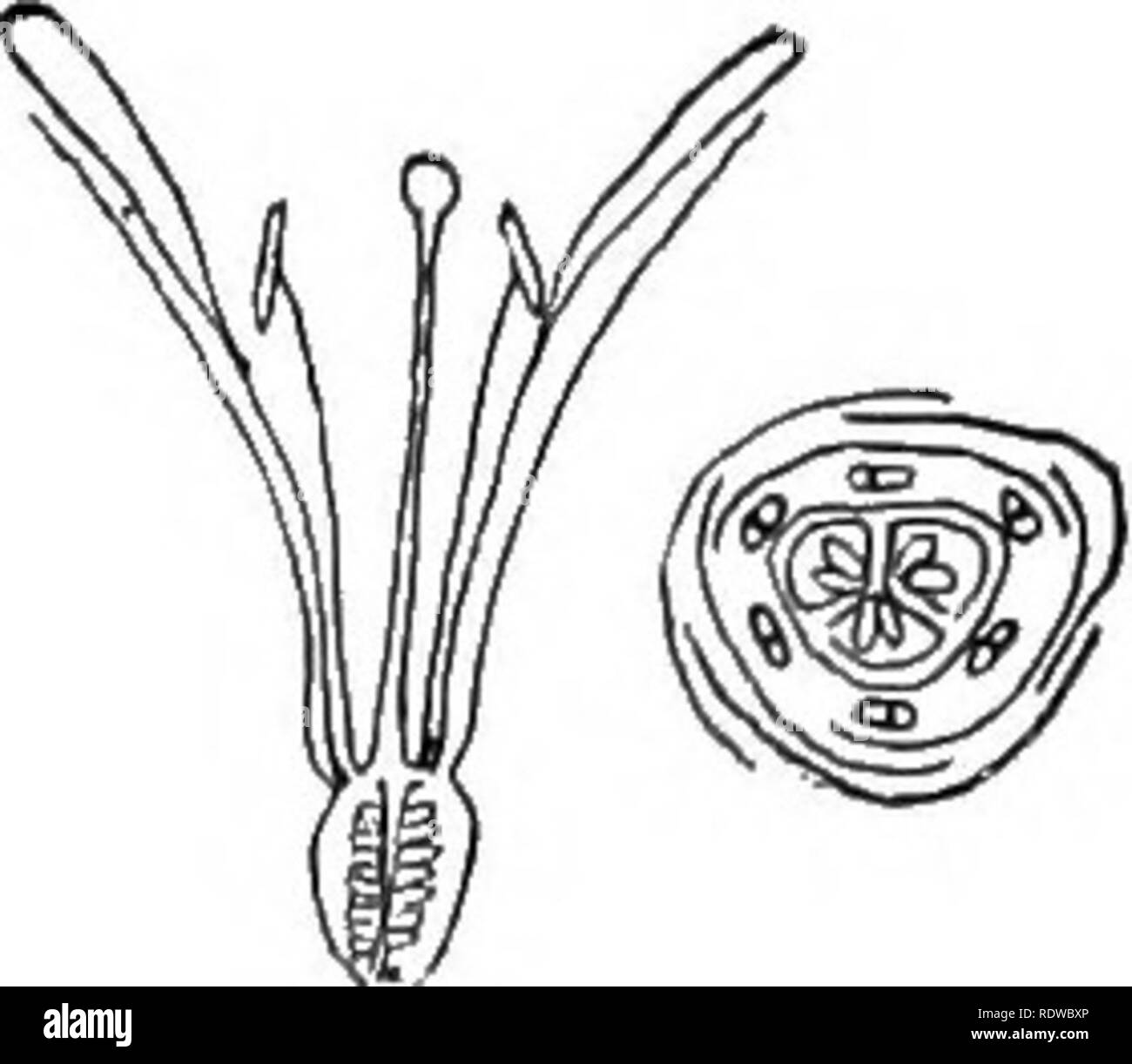 Ears of indian corn Black and White Stock Photos & Images - Alamy