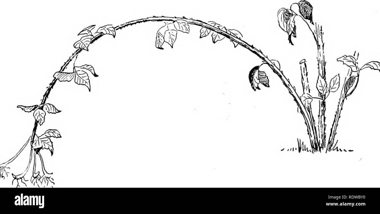 Hydrotropism In Plants