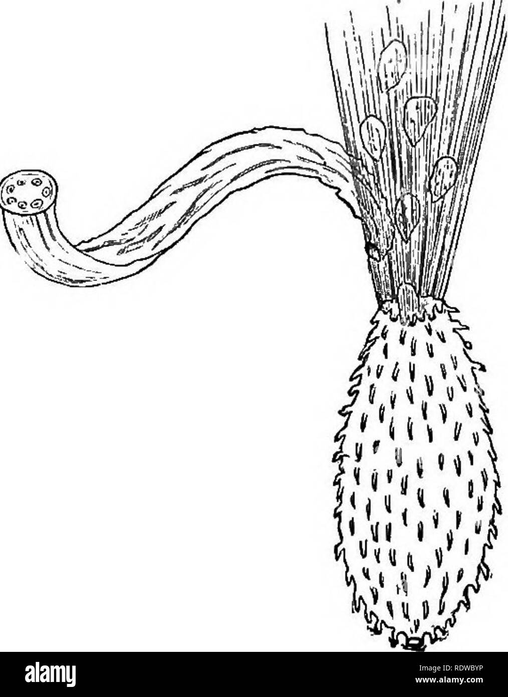 Squirting cucumber reproduction hi-res stock photography and images - Alamy