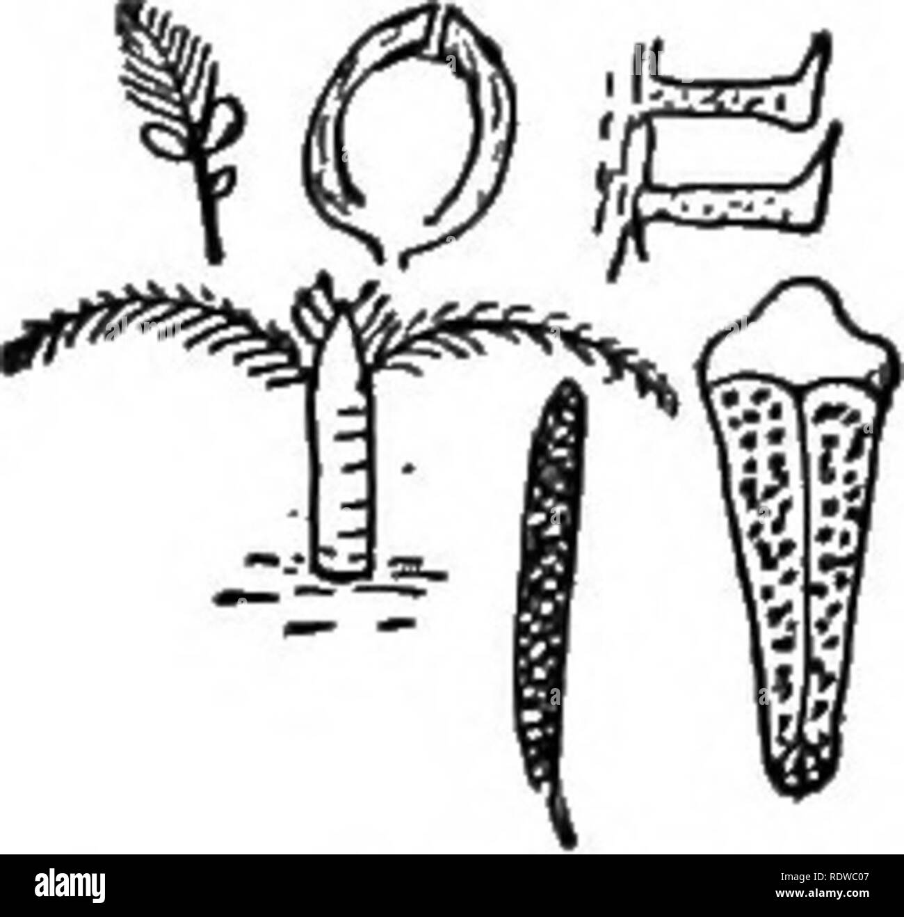 . The essentials of botany. Botany. COMMON CYCADS 273 and increase its ...