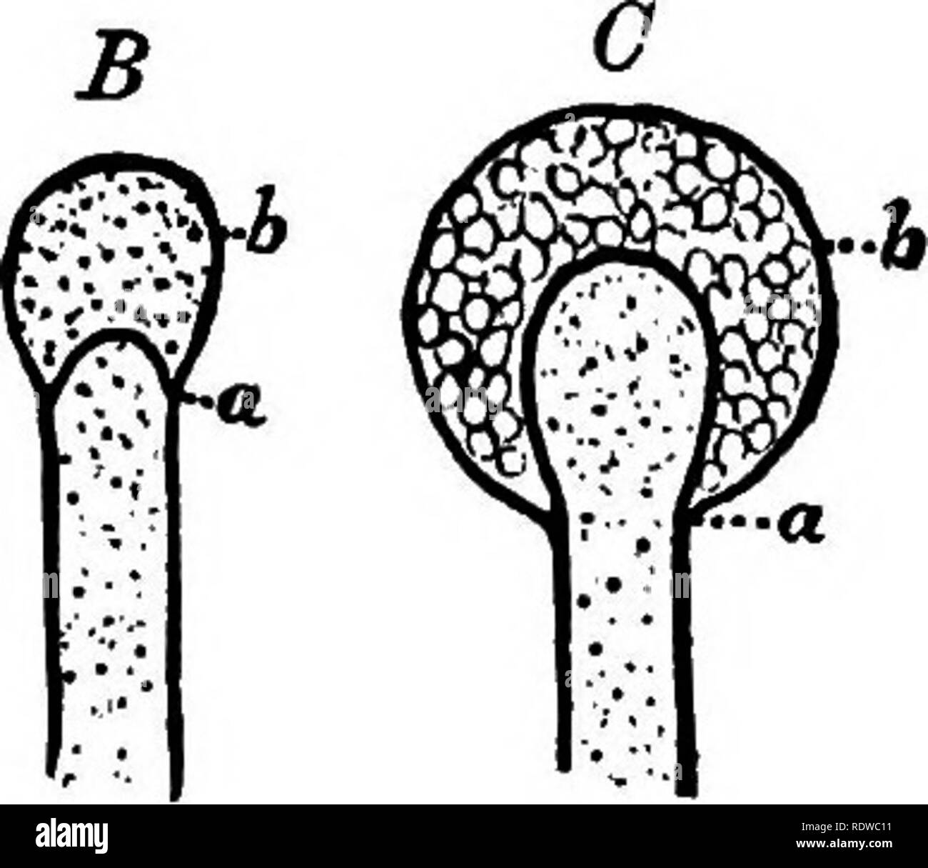 . The essentials of botany. Botany. 126 BOTANY. pastry, etc. (Mucor ...