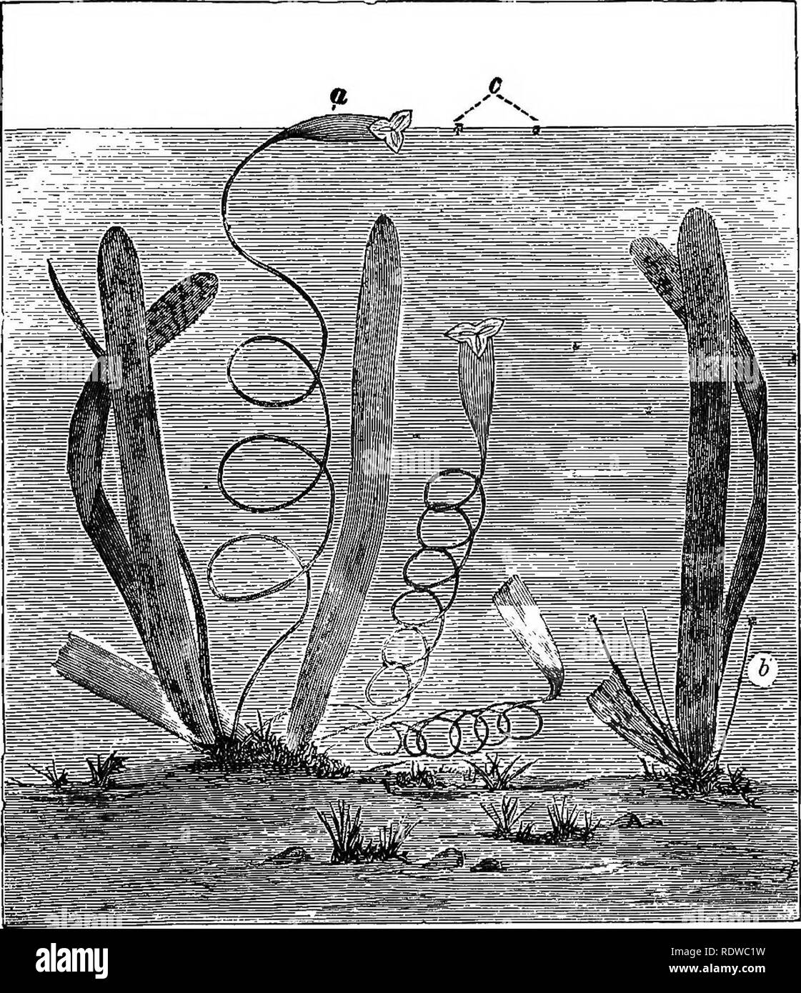 Floating pollen Black and White Stock Photos & Images - Alamy