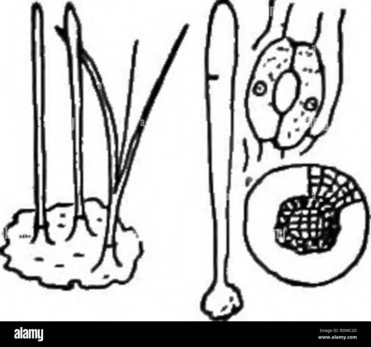 . The essentials of botany. Botany. Fig. 118.—Riccia. Fig. 119 ...