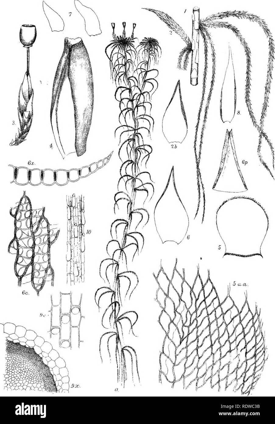 . The Sphagnaceae or peat-mosses of Europe and North America . Peat ...