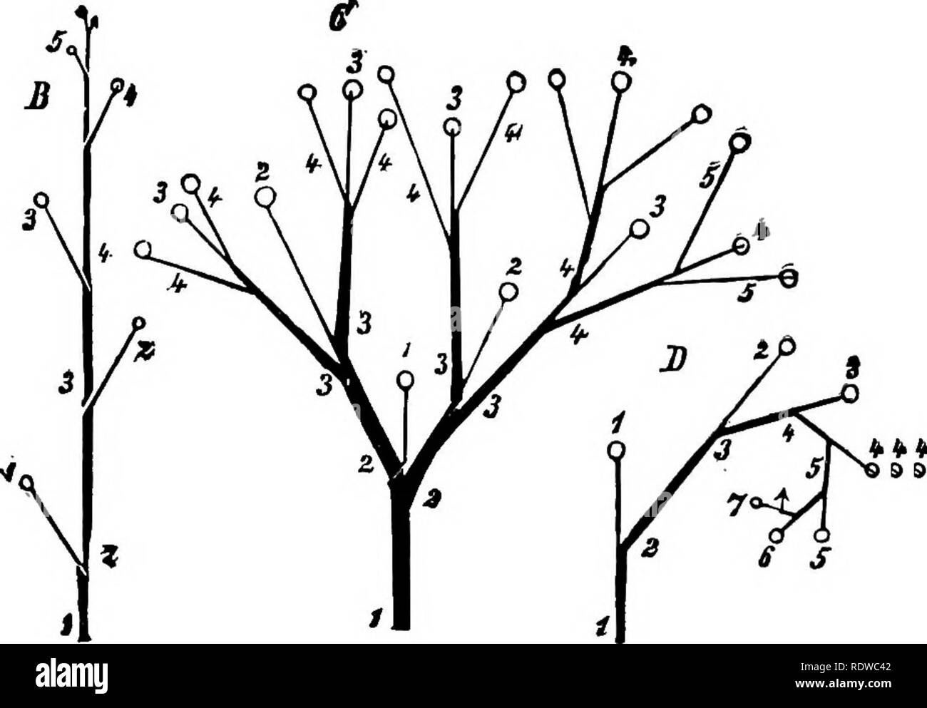 Dichotomous branching Cut Out Stock Images & Pictures - Alamy