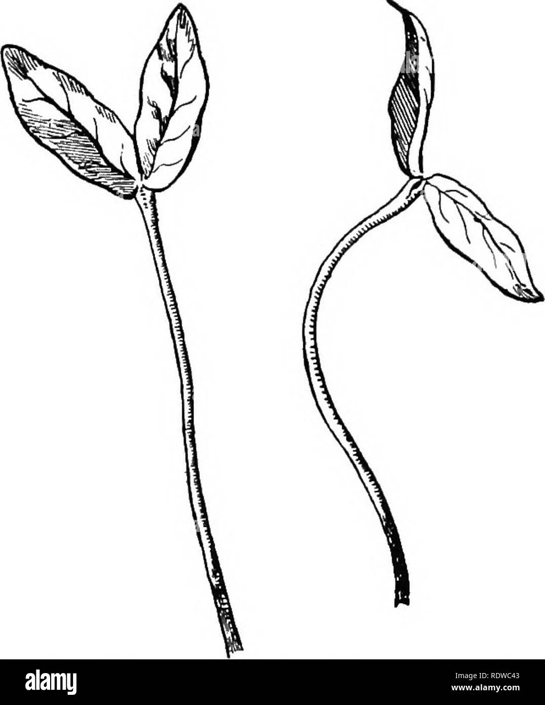 Spur bearing Cut Out Stock Images & Pictures - Alamy