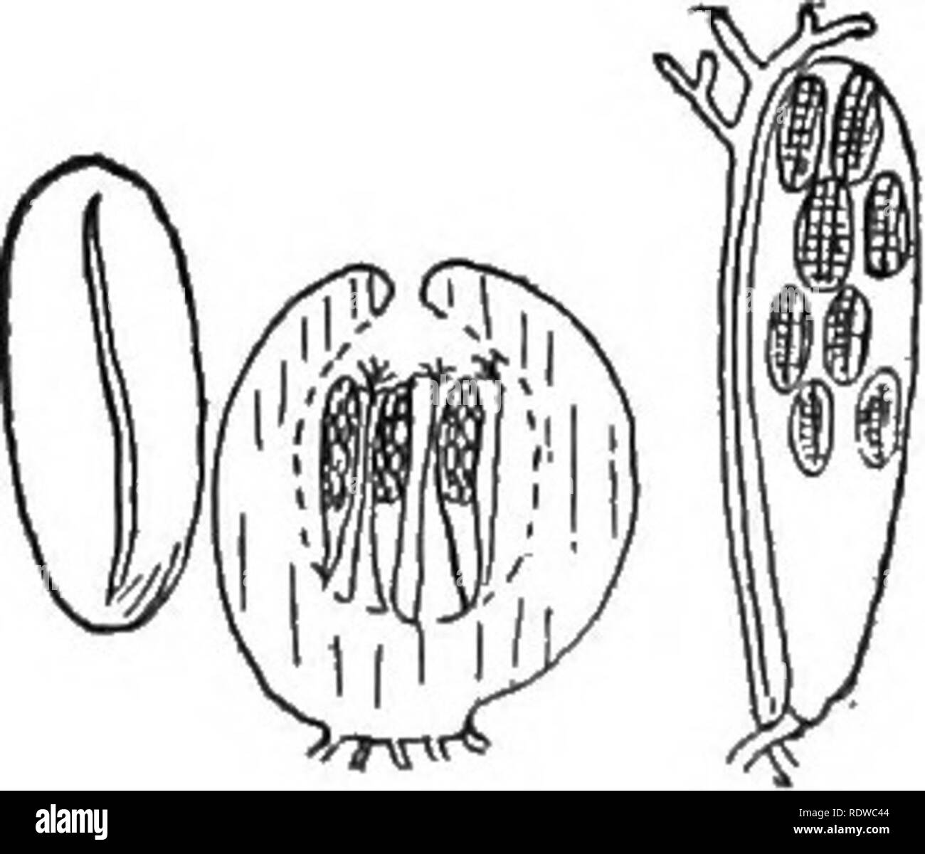 . The essentials of botany. Botany. 218 PHYLUM VII. CARPOMYCETEAE DOC ...