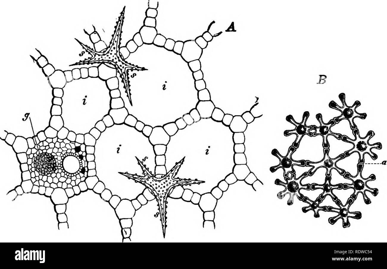 Star shaped cross sections hi-res stock photography and images - Alamy