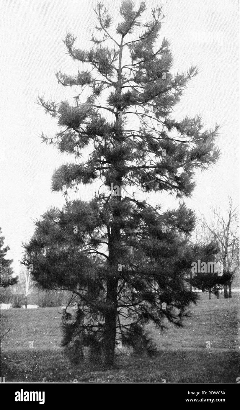 Pine tree tips Black and White Stock Photos & Images - Alamy