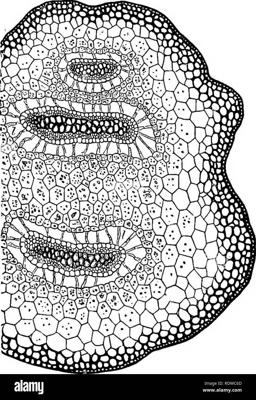 . The essentials of botany. Botany. GROUPS Of TtSStrEB,^on TlSSVE-h ...