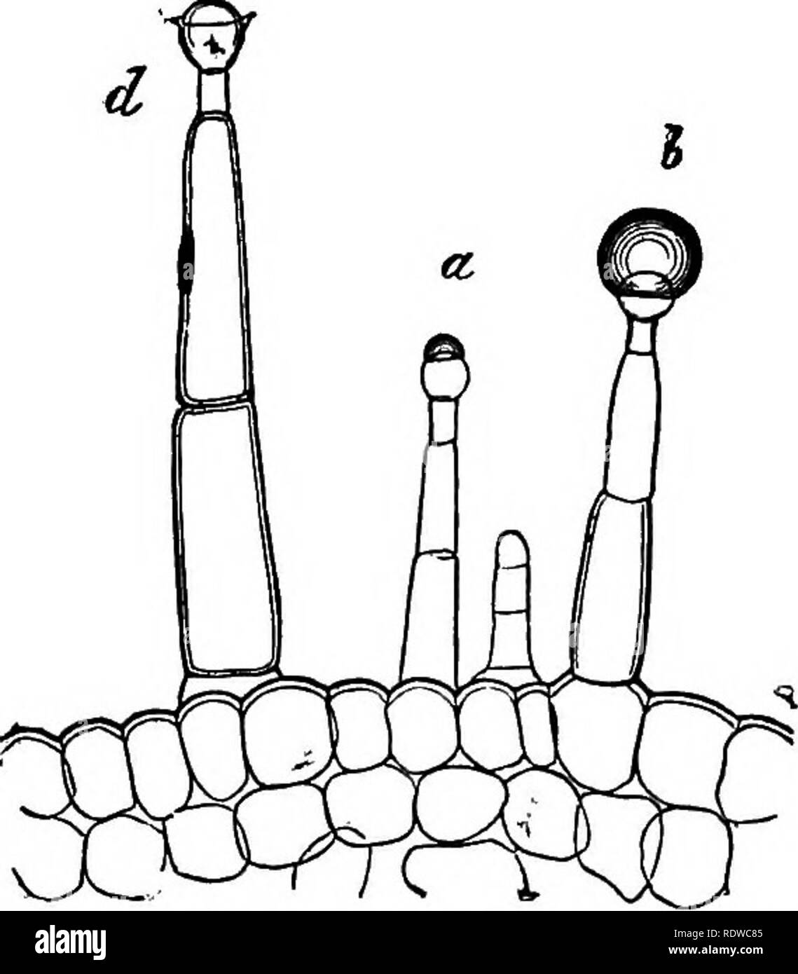 Root hair in plants Black and White Stock Photos & Images - Alamy