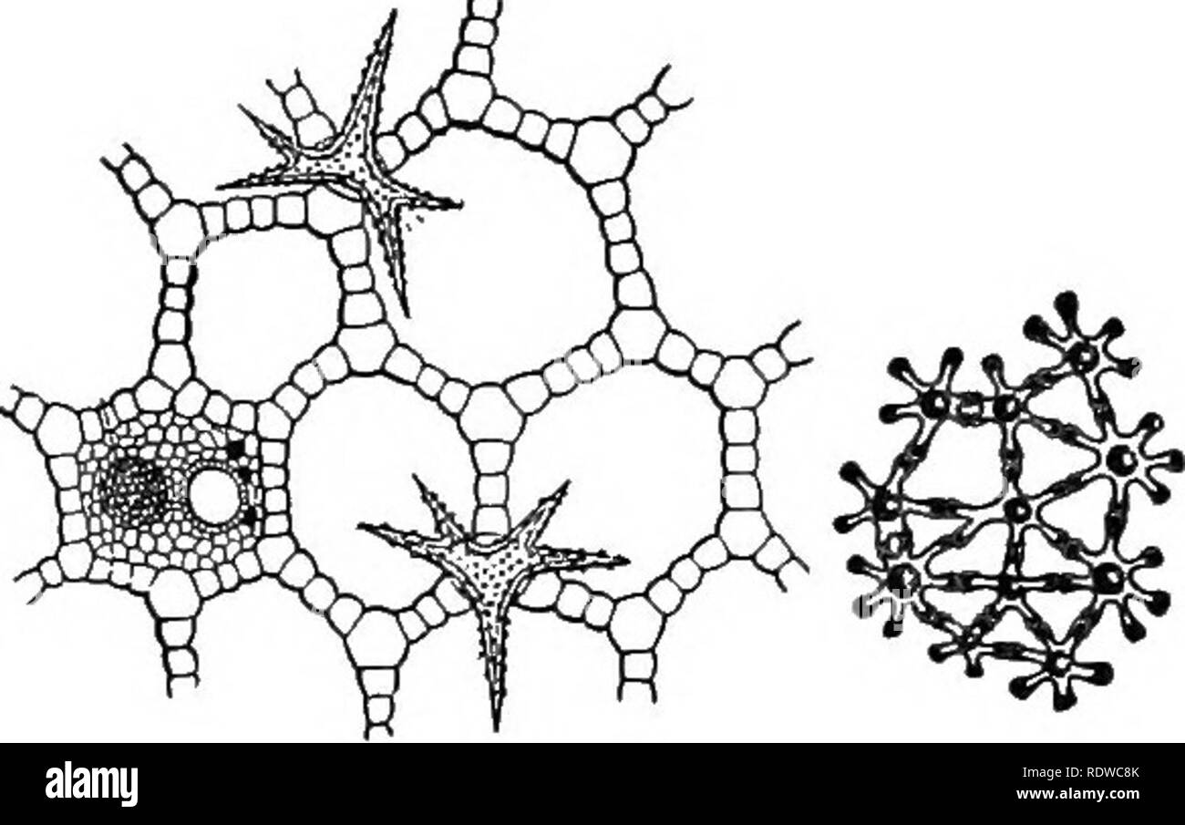Hydrophytes Black and White Stock Photos & Images - Alamy