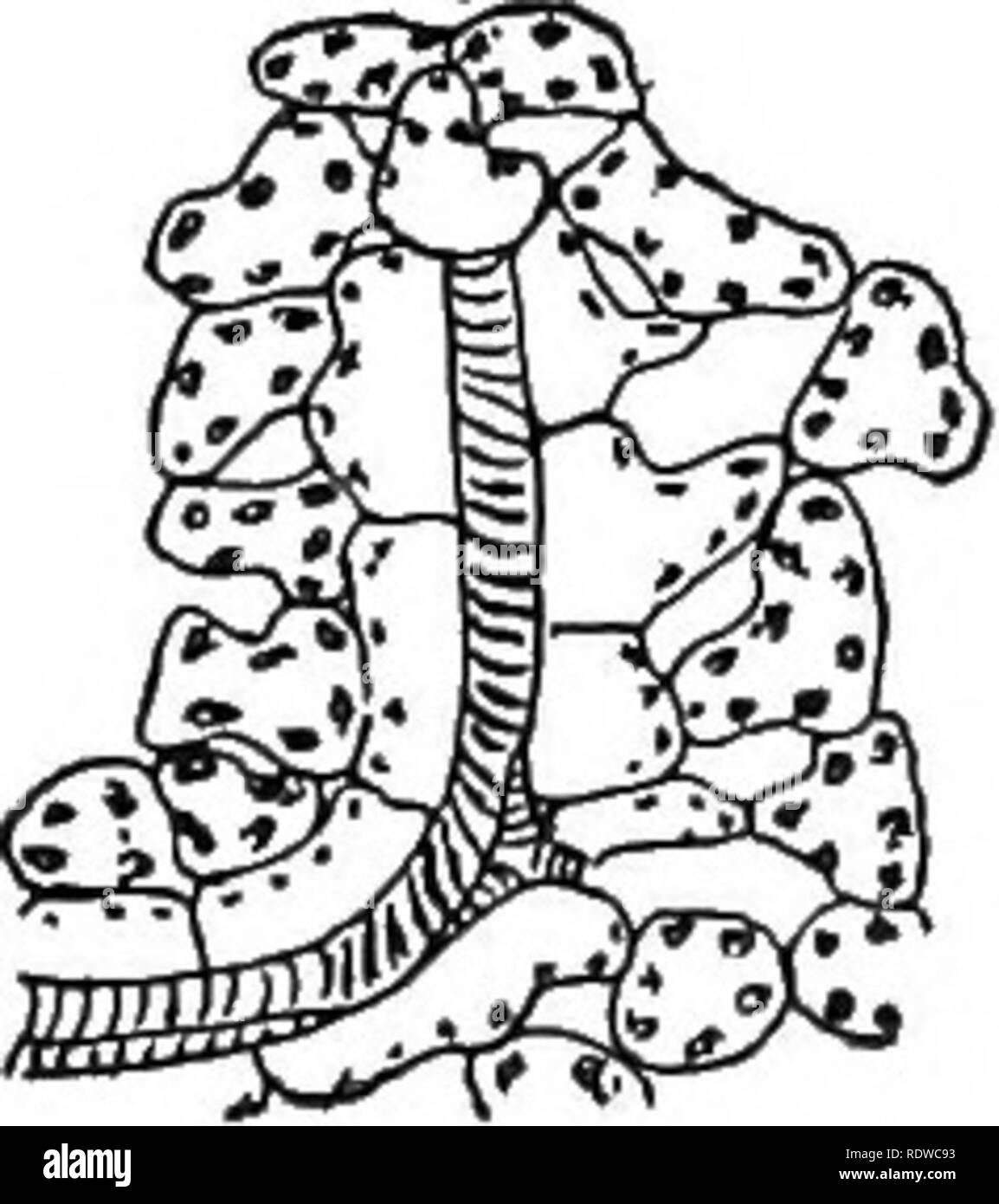 . The essentials of botany. Botany. 60 GROUPS OF TISSUES, OR TISSUE ...