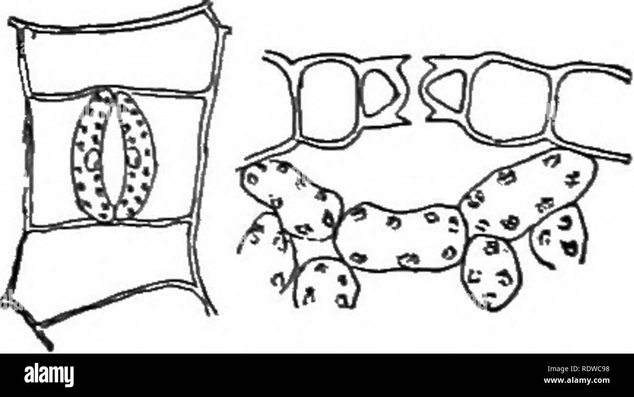 Epidermal Ridges Model