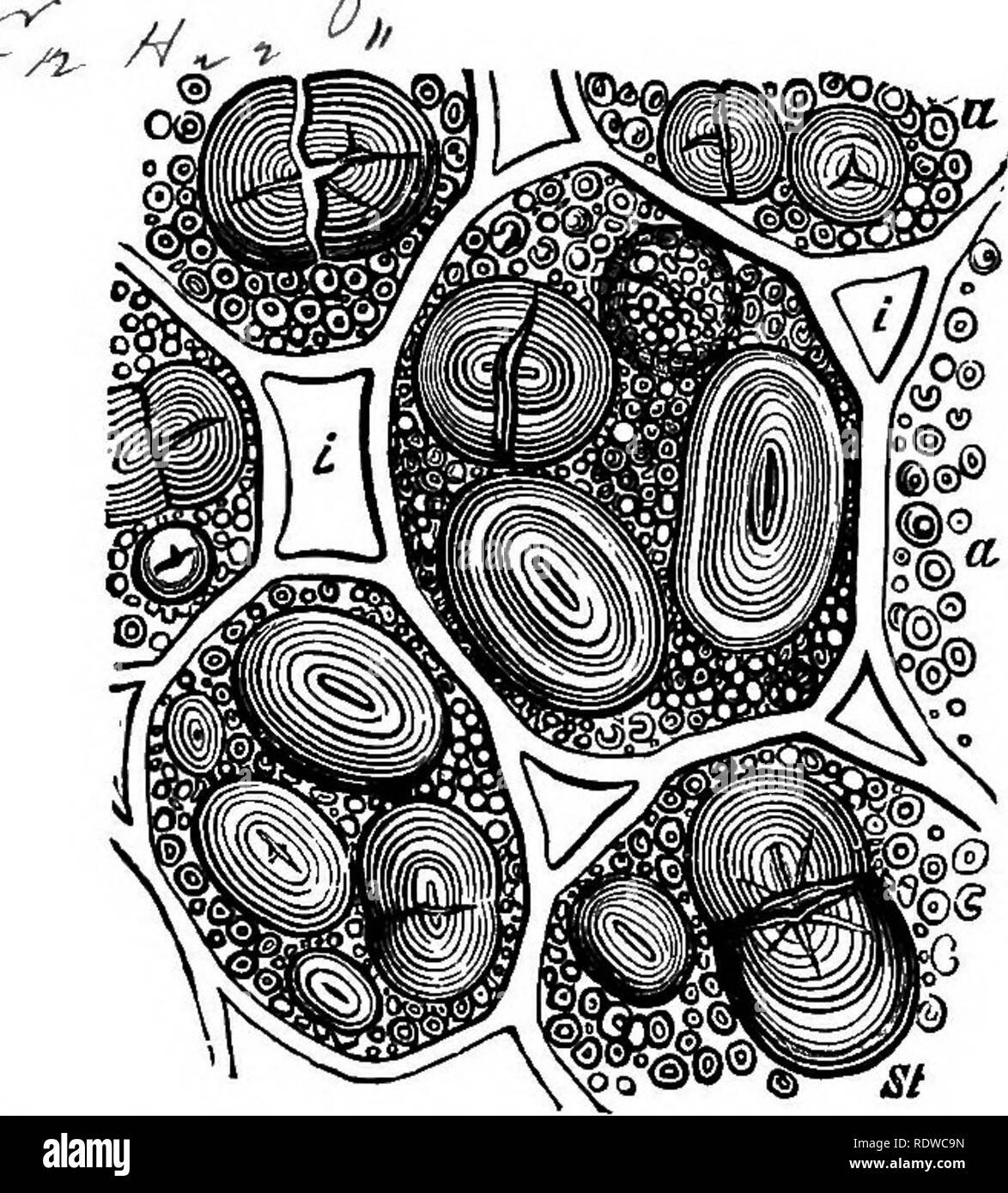 Starch granules in plant cells hi-res stock photography and images - Alamy