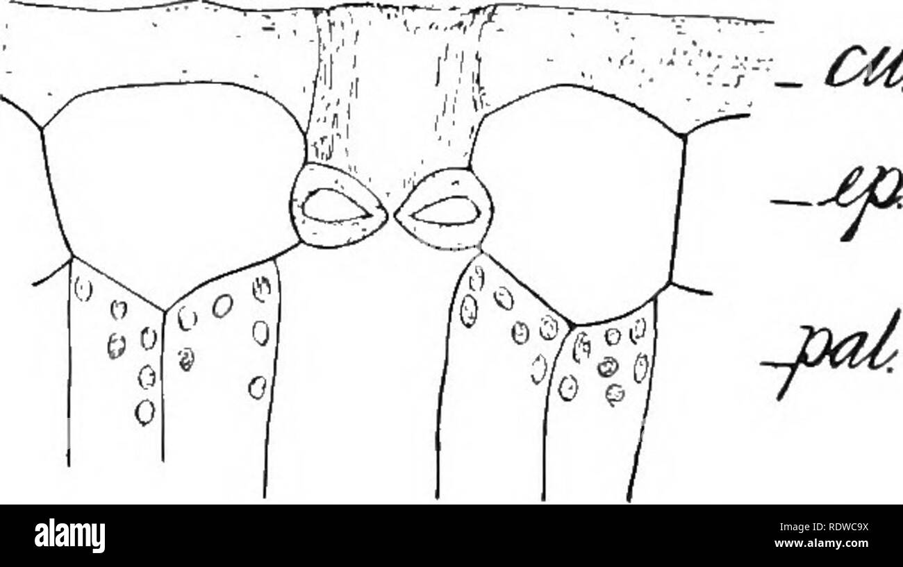 Palisade mesophyll cells in a leaf Black and White Stock Photos ...