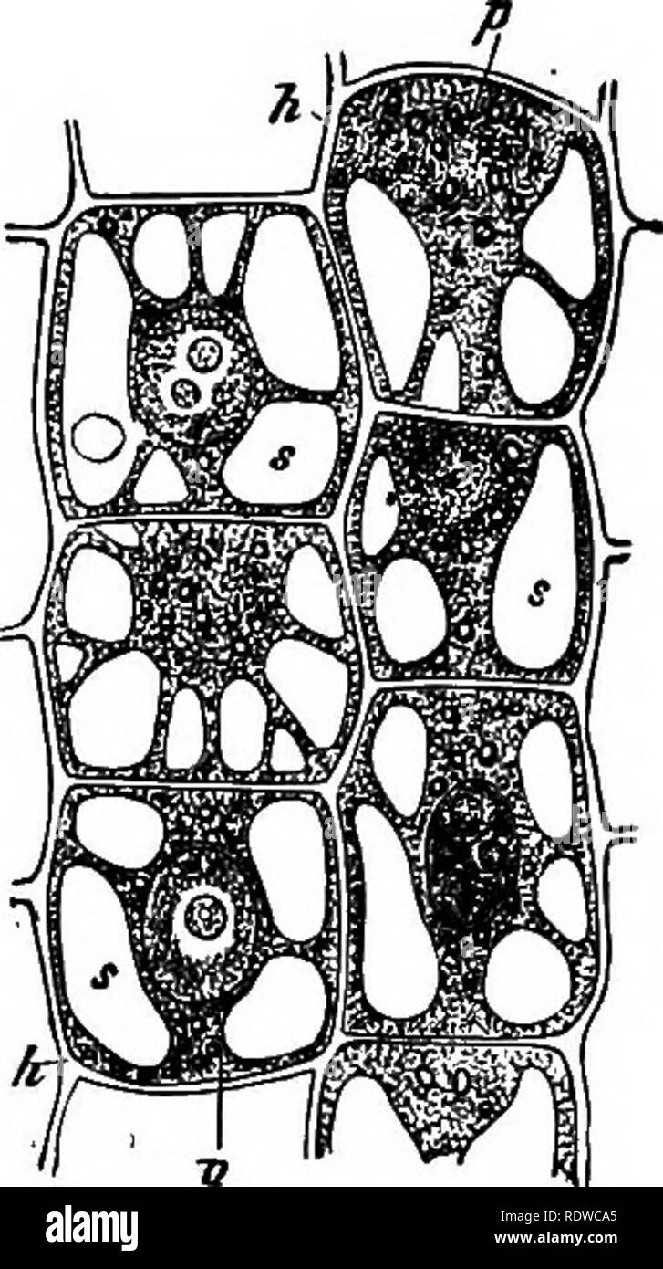 . The essentials of botany. Botany. BOTANY. CHAPTER I. PROTOPLASM AND ...