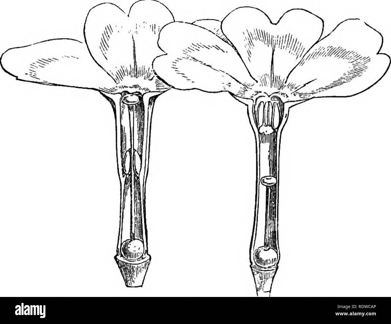 Perigynous Cut Out Stock Images & Pictures - Alamy