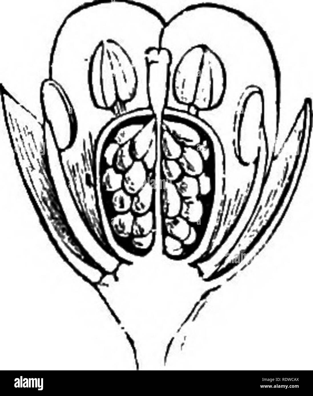. The essentials of botany. Botany. XXXIV BOTANY. ovary-cavity, at last ...