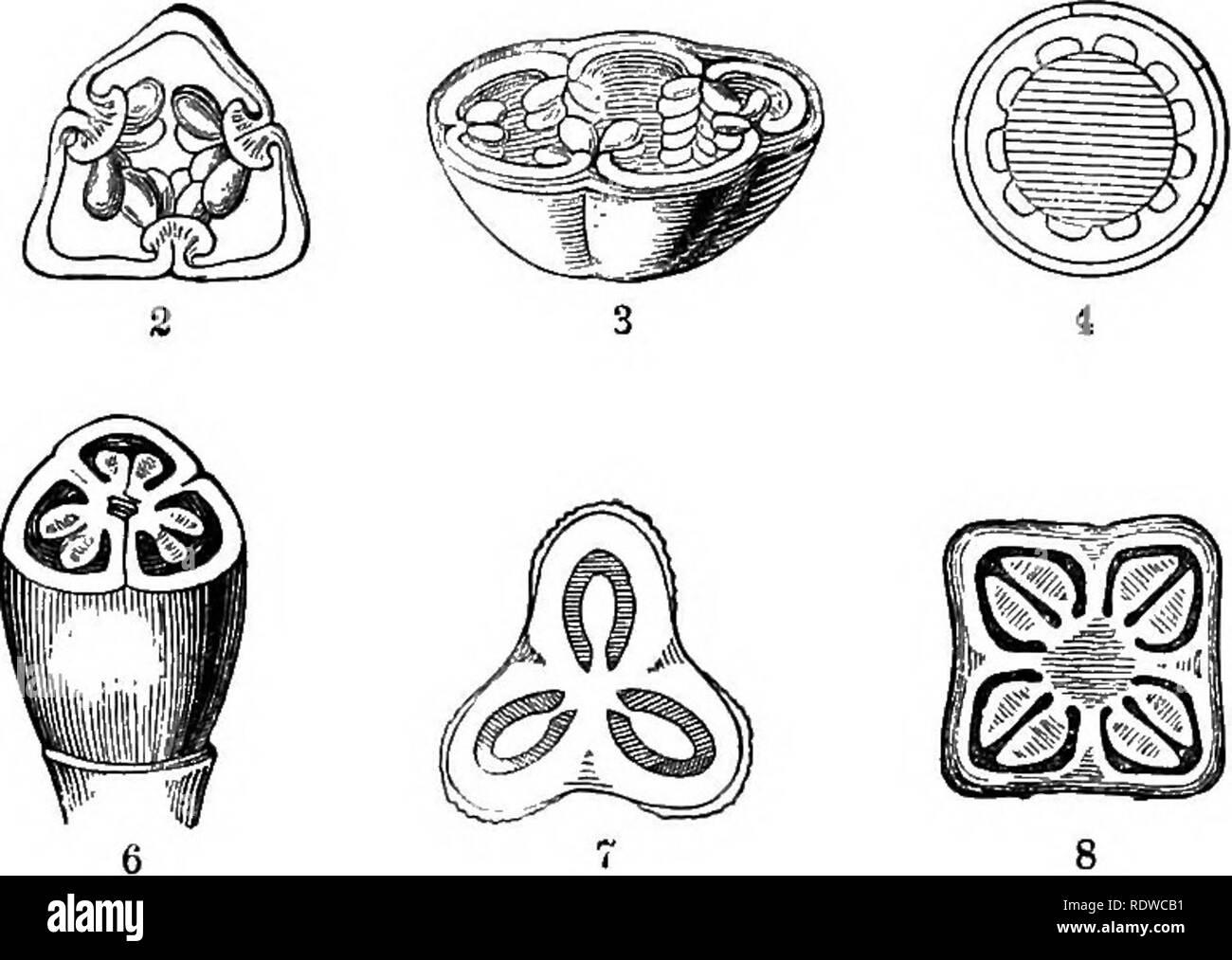 . The essentials of botany. Botany. GROSS ANATOMY OF FLOWEltING PLANTS ...
