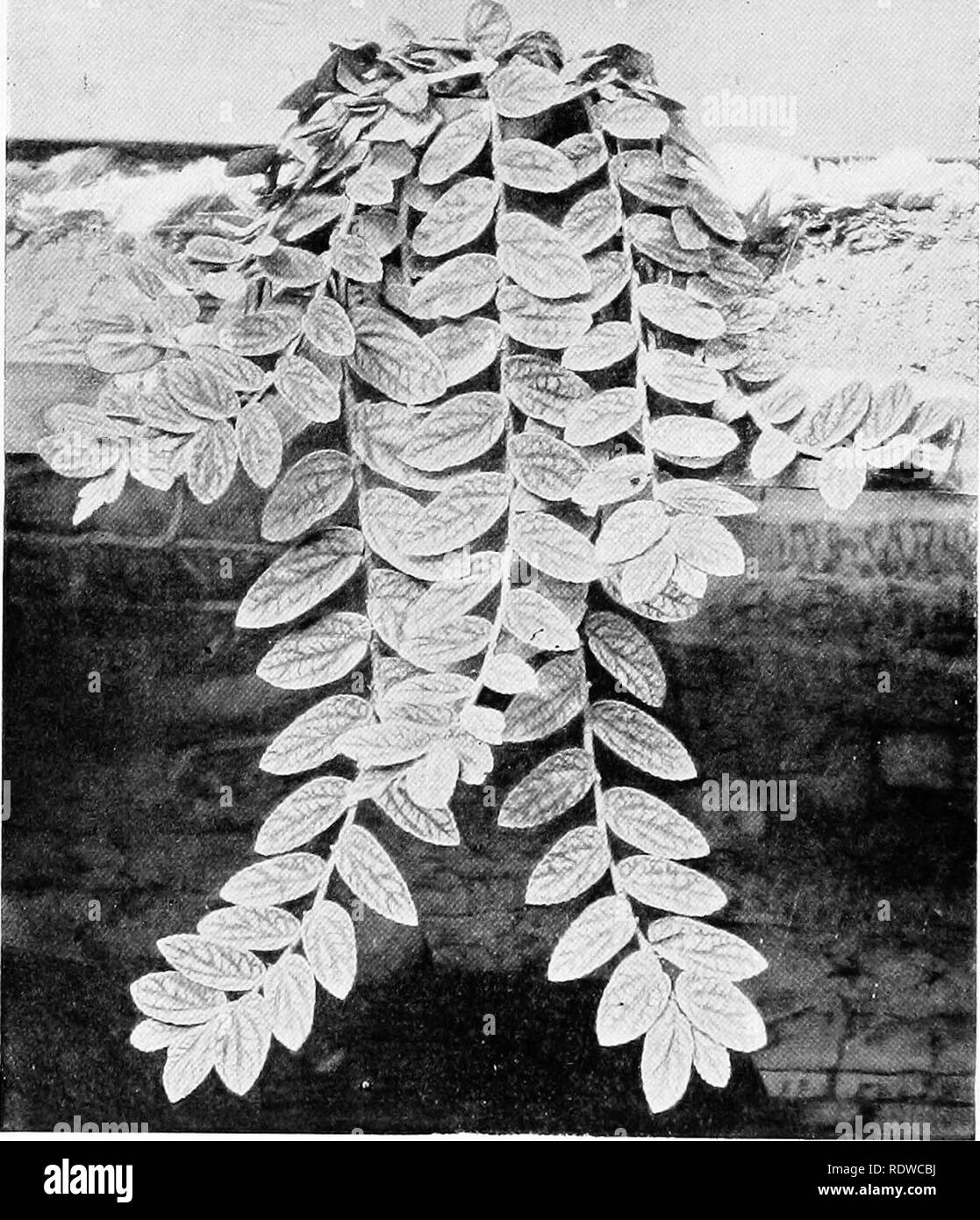 Angular stems Black and White Stock Photos & Images - Alamy