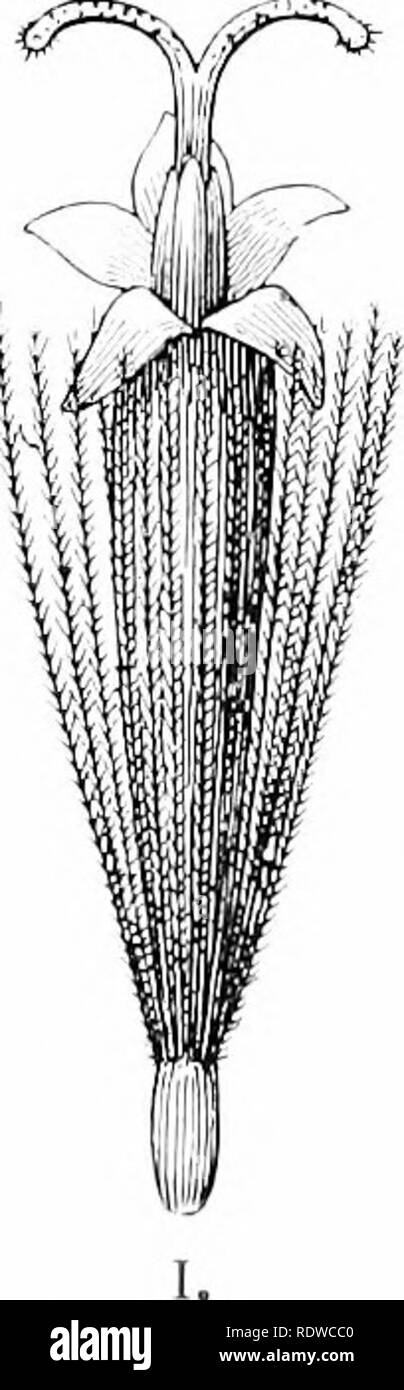 Double pappus Black and White Stock Photos & Images - Alamy