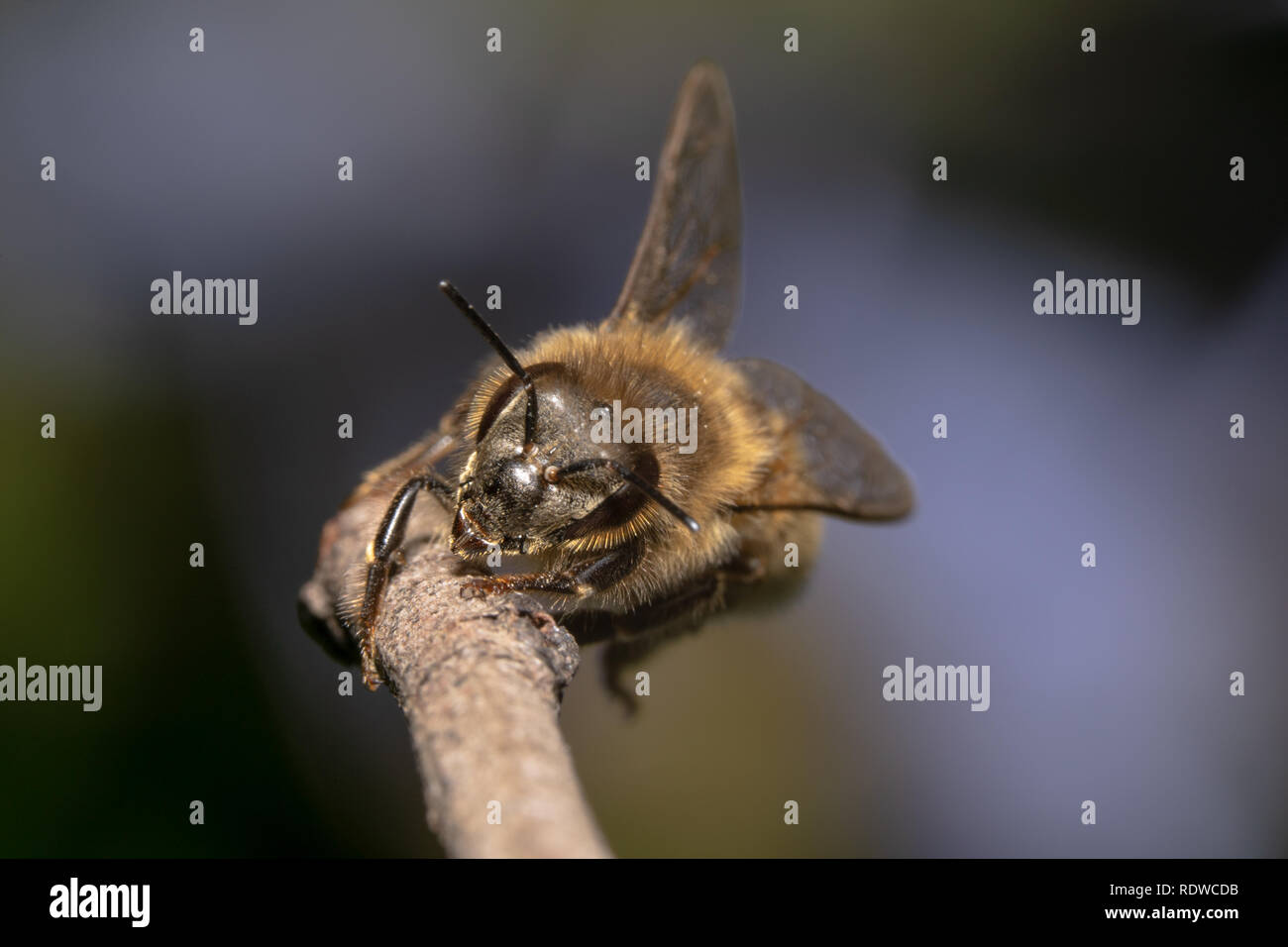 Exhausted bee hi-res stock photography and images - Alamy