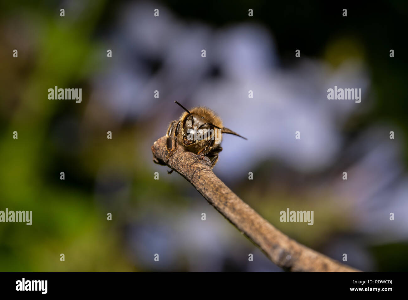 Tired/exhausted Honey bee climbing up on a stick with beautiful green ...