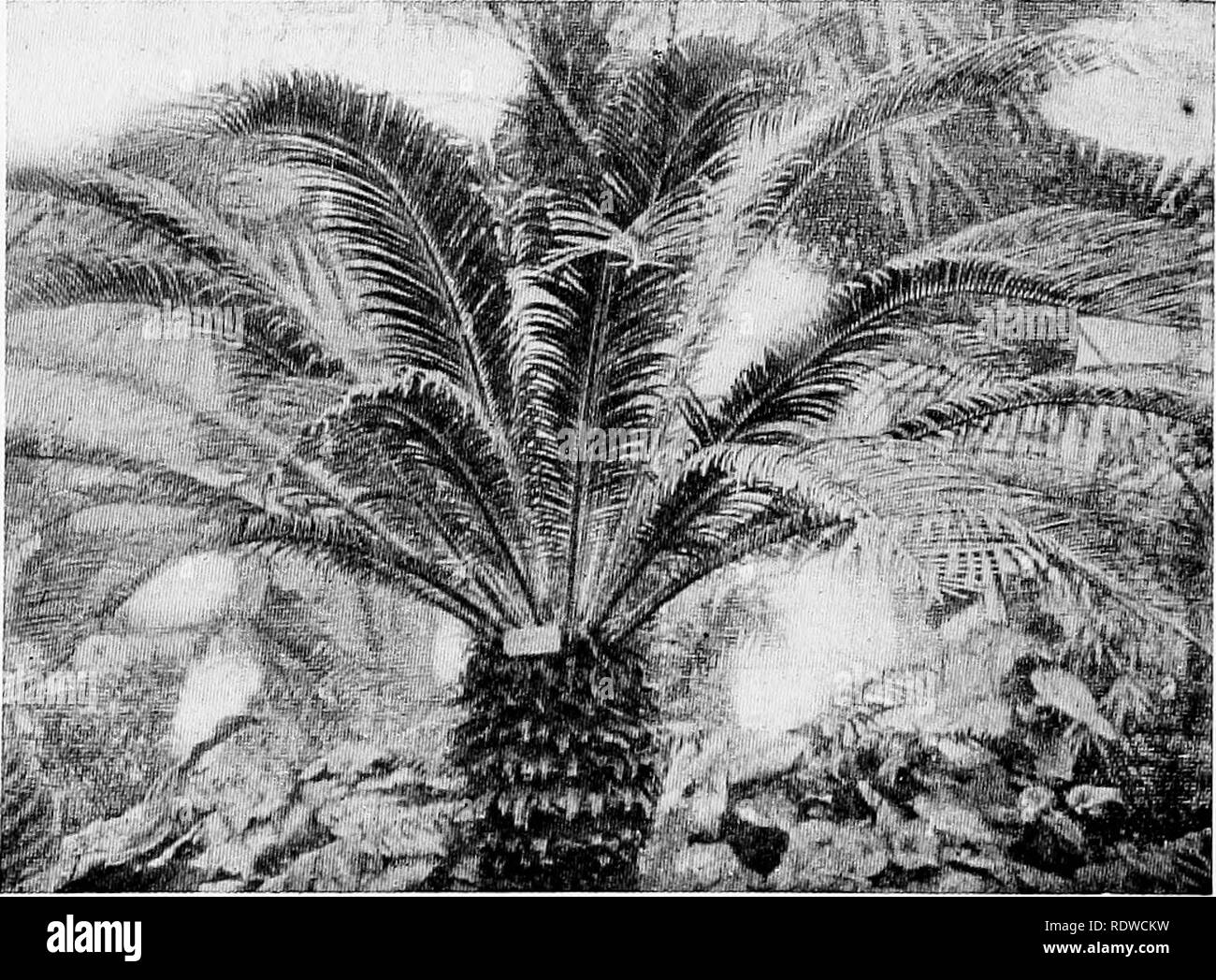 . Botany, with agricultural applications. Botany. 446 SPERMATOPHYTES ...