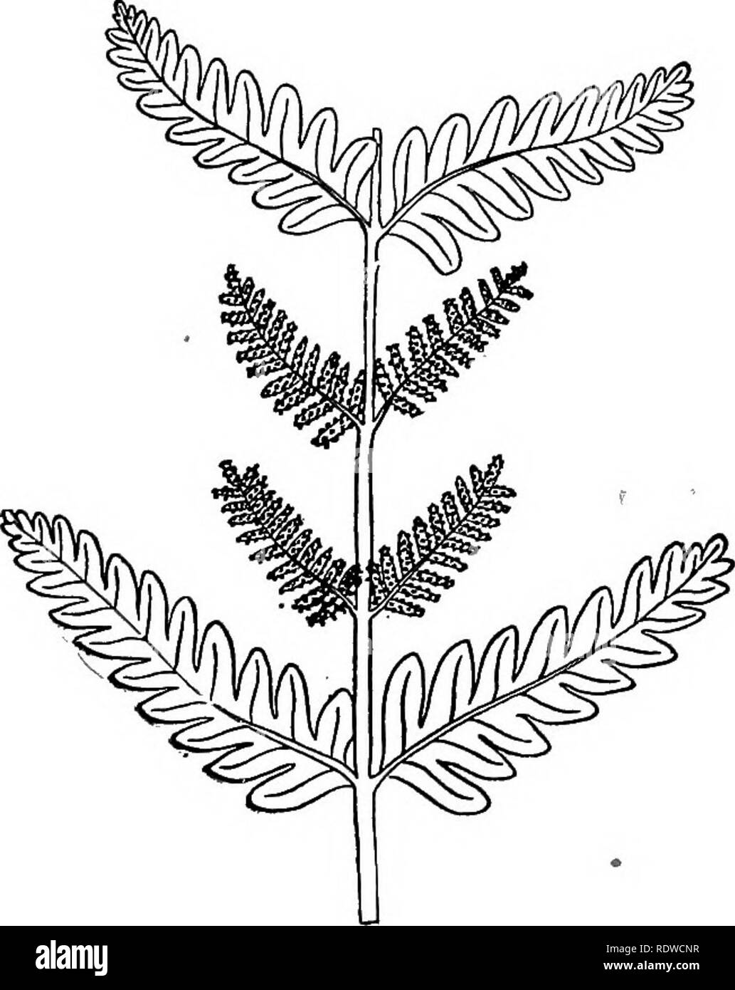 True fern Black and White Stock Photos & Images - Alamy
