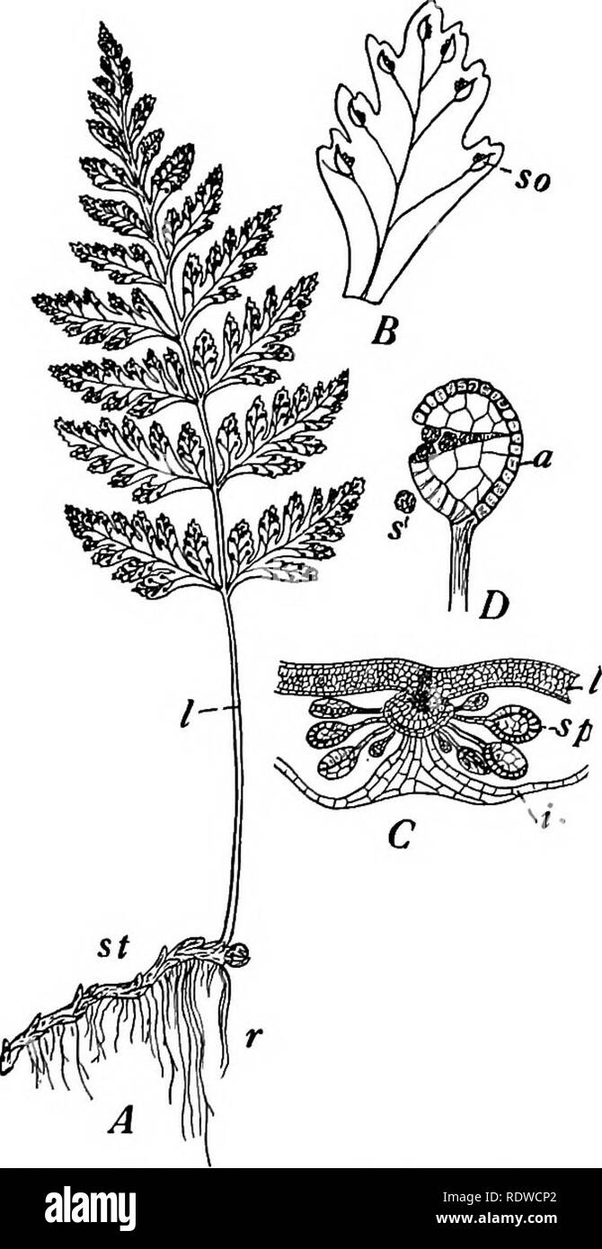 Angia High Resolution Stock Photography and Images - Alamy