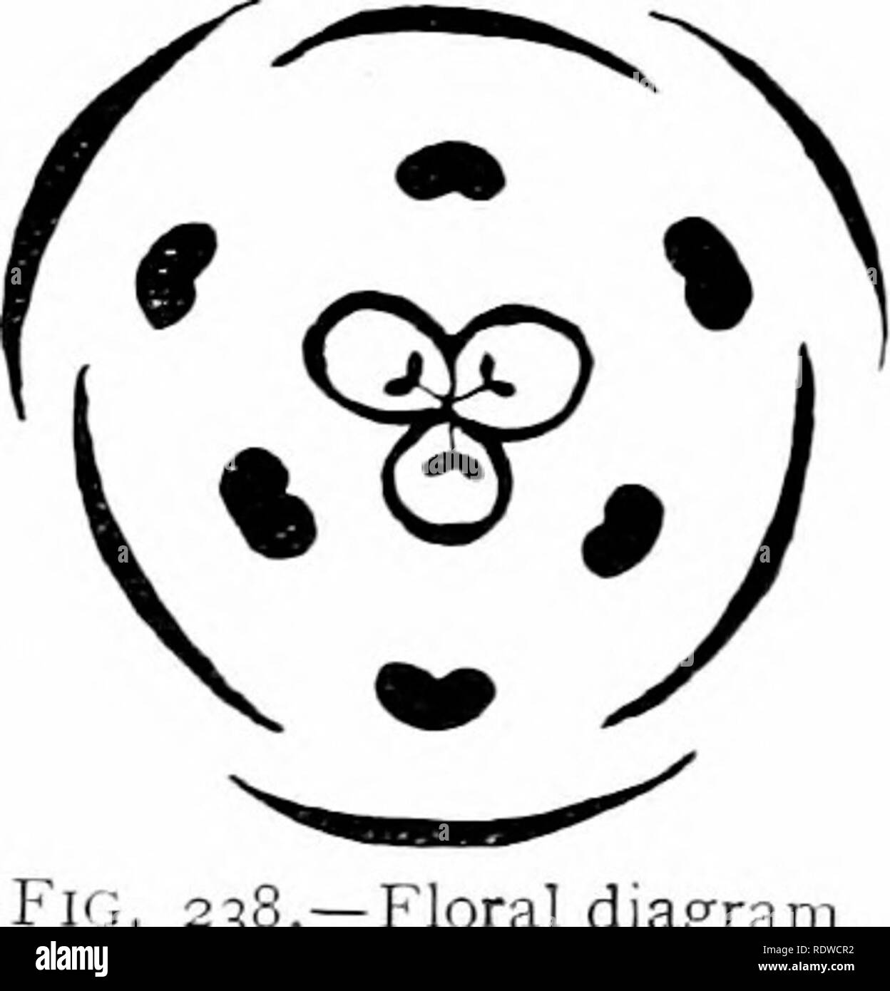 Basifixed hi-res stock photography and images - Alamy